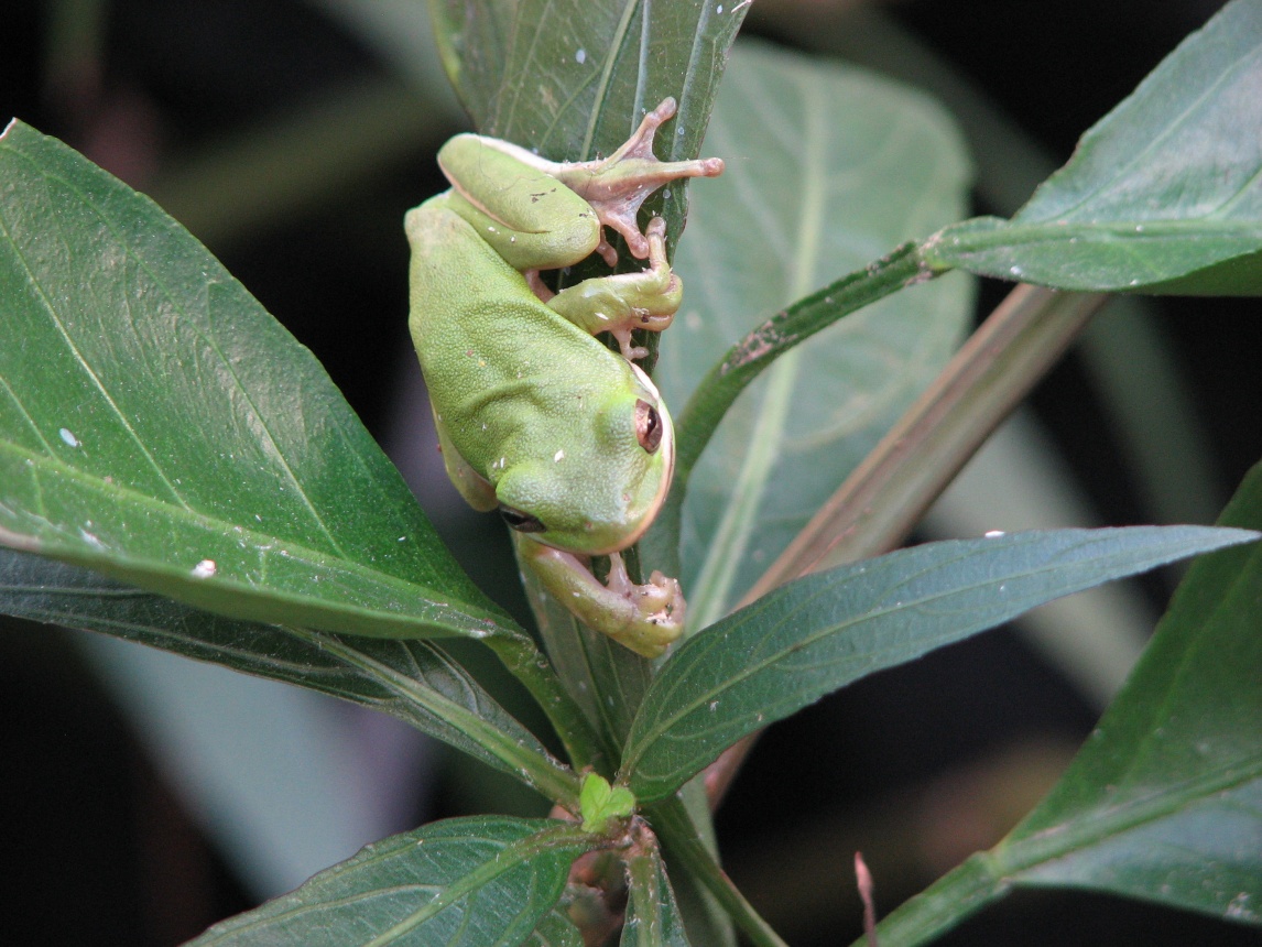 tree frog on orange tree - Praktijk Similia